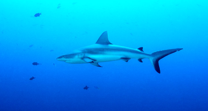 Haifisch-Haut hilft beim Kerosinsparen